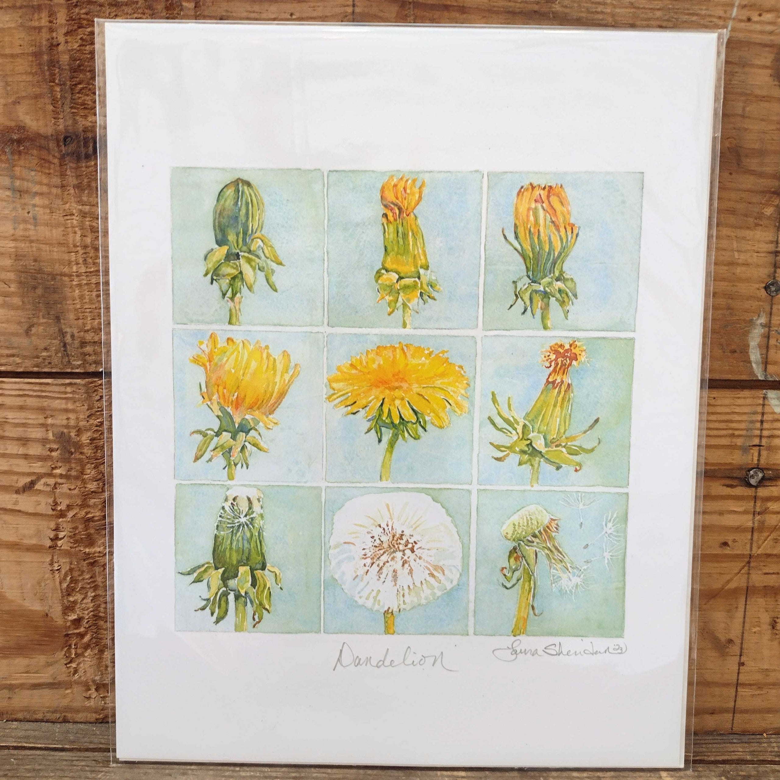 Dandelion- Laura Sheridan | Owl and Rabbit Gallery